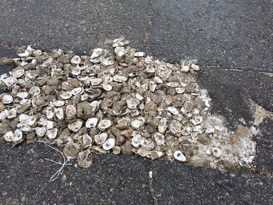 Neighbors fill potholes with oyster shells | wwltv.com