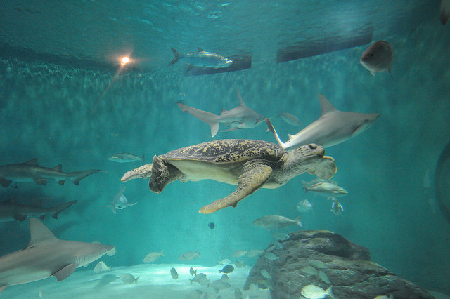 Sea turtle gives unique view of Aquarium of the Americas exhibit ...