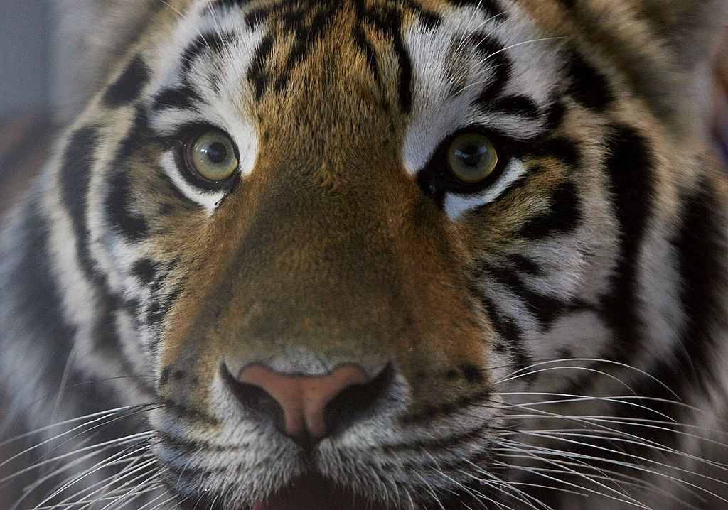 LSU's beloved mascot dies of cancer | khou.com