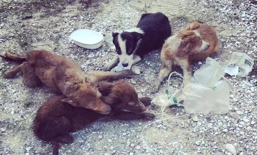 Firefighters rescue puppies trapped in burning building | wwltv.com